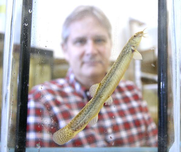 Invasive fish swimming through local streams | News | annistonstar.com