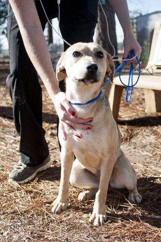 Proposed fee increases at Pell City Animal Control Center would give ...