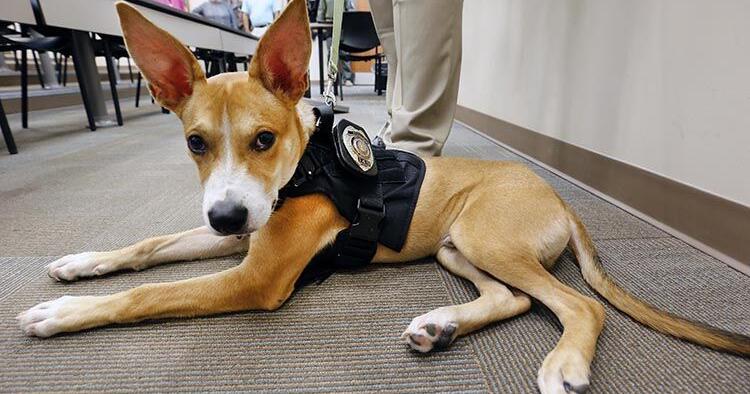 Photos: Jack the APD Public Relations Dog, Badge #149 | News ...