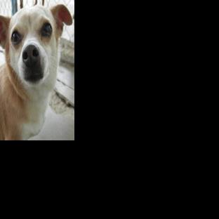 Anniston Animal Shelter: TJ | Features | annistonstar.com