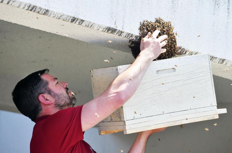 Photo gallery: A bee hive at the Calhoun County Sheriff's Office ...