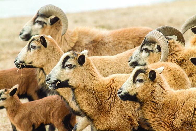 Frolicking flock of Barbado sheep | Life | annistonstar.com