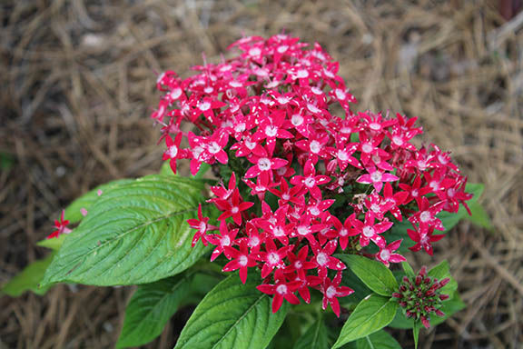 RED, REDDER, REDDEST! Are you ready to paint the garden red? | Home ...