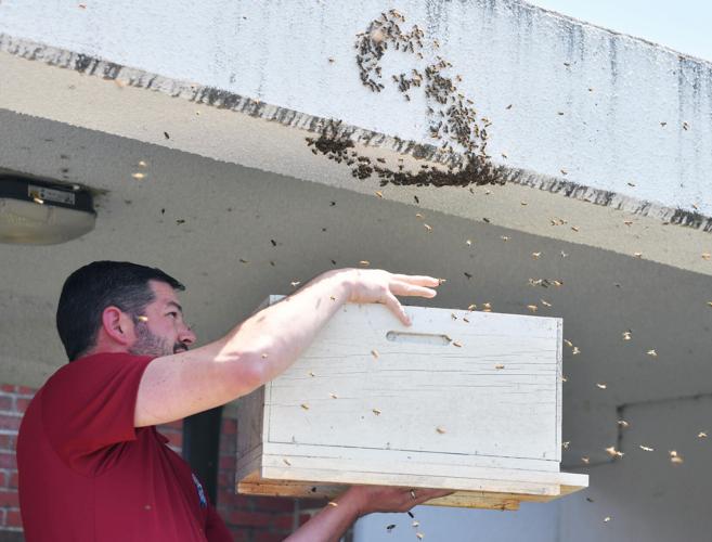 Photo gallery: A bee hive at the Calhoun County Sheriff's Office ...