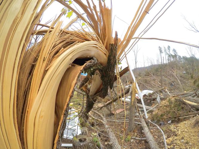 Jacksonville Trees | News | annistonstar.com