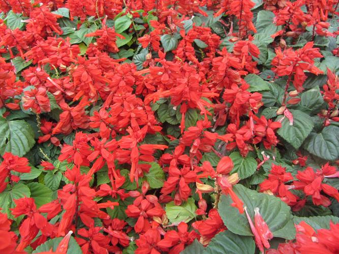 RED, REDDER, REDDEST! Are you ready to paint the garden red? | Home ...