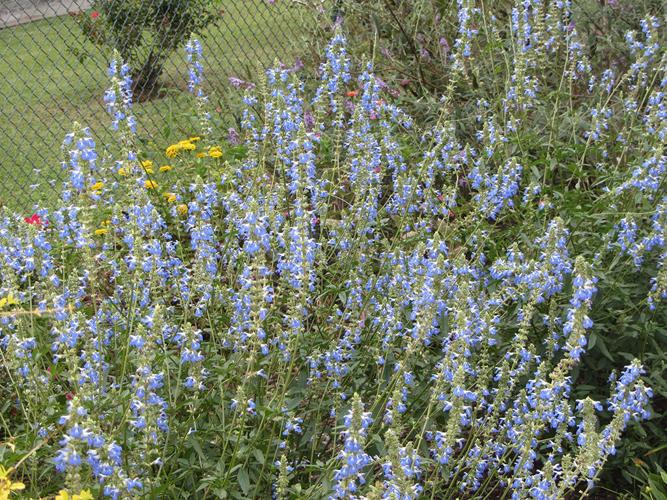 It’s the rarest color in nature, and it looks great in a garden | Home ...