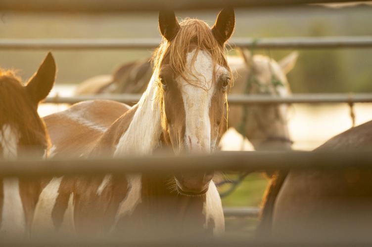 Photo gallery: Lincoln Pro Rodeo | Slideshows | annistonstar.com