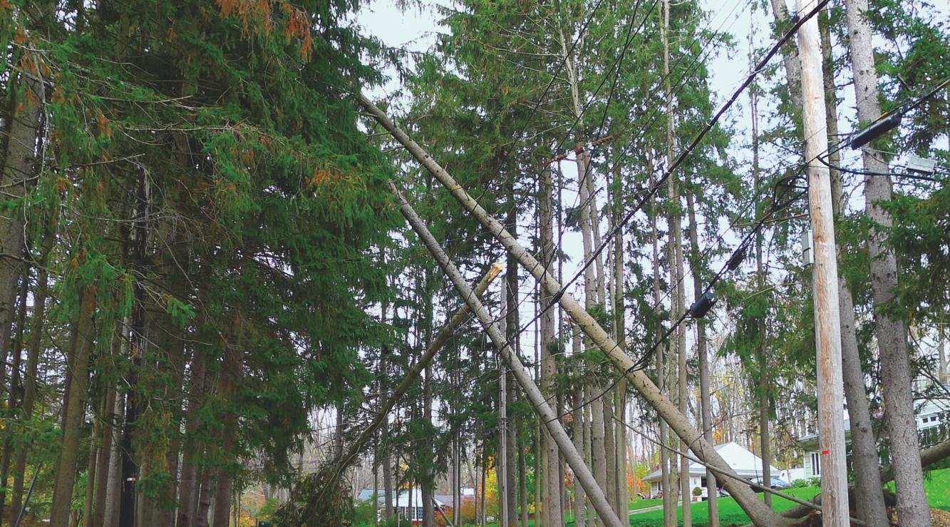 Storm downs trees, produces power outages in Etowah County | Free ...