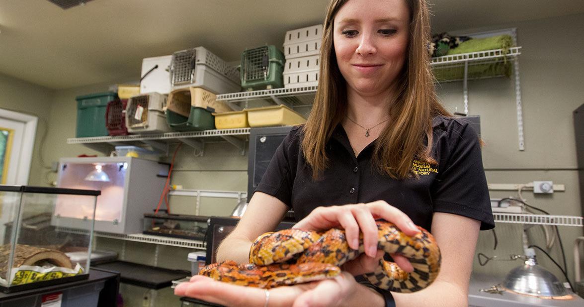 Three snakes to look out for in Calhoun County | Calhoun County ...