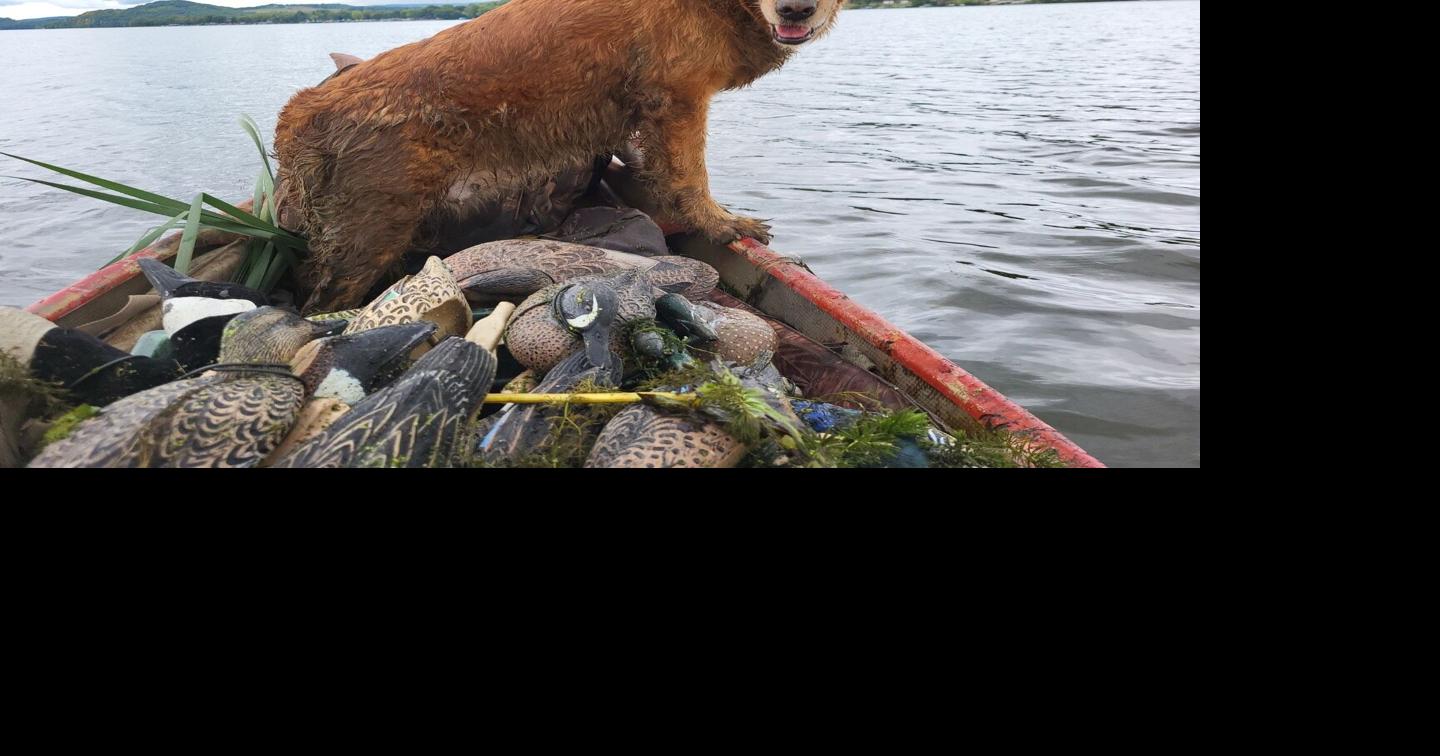 An Outdoorman's Journal: Ruby, the definition of a tough dog | Outdoors ...