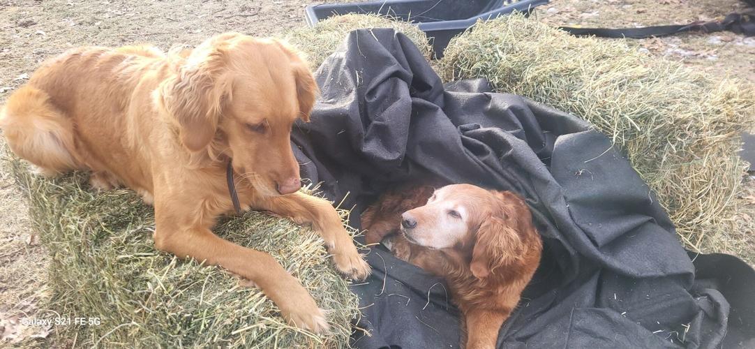 An Outdoorsman’s Journal: Ruby, the definition of a tough dog | Price ...