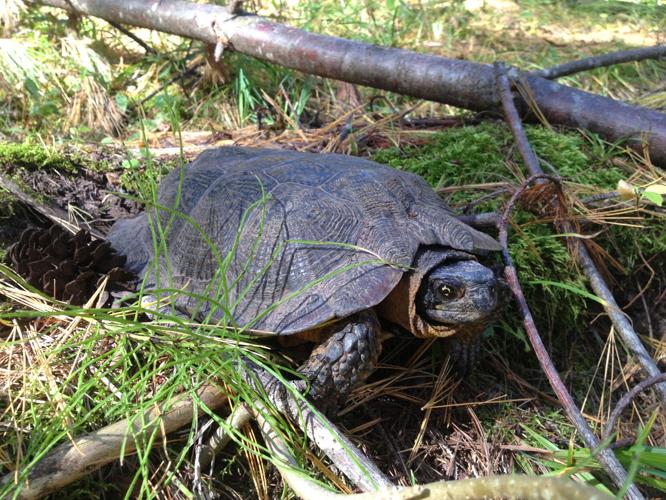 Support our turtles | Outdoors | apg-wi.com