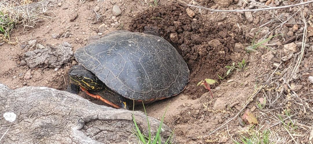 An Outdoorsman's Journal: The "Turtle" Flambeau Flowage | Outdoors ...