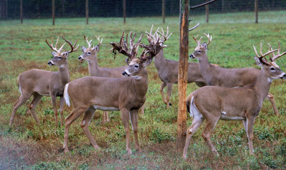 CWD spreads on deer and elk farms as Wisconsin’s control efforts ...