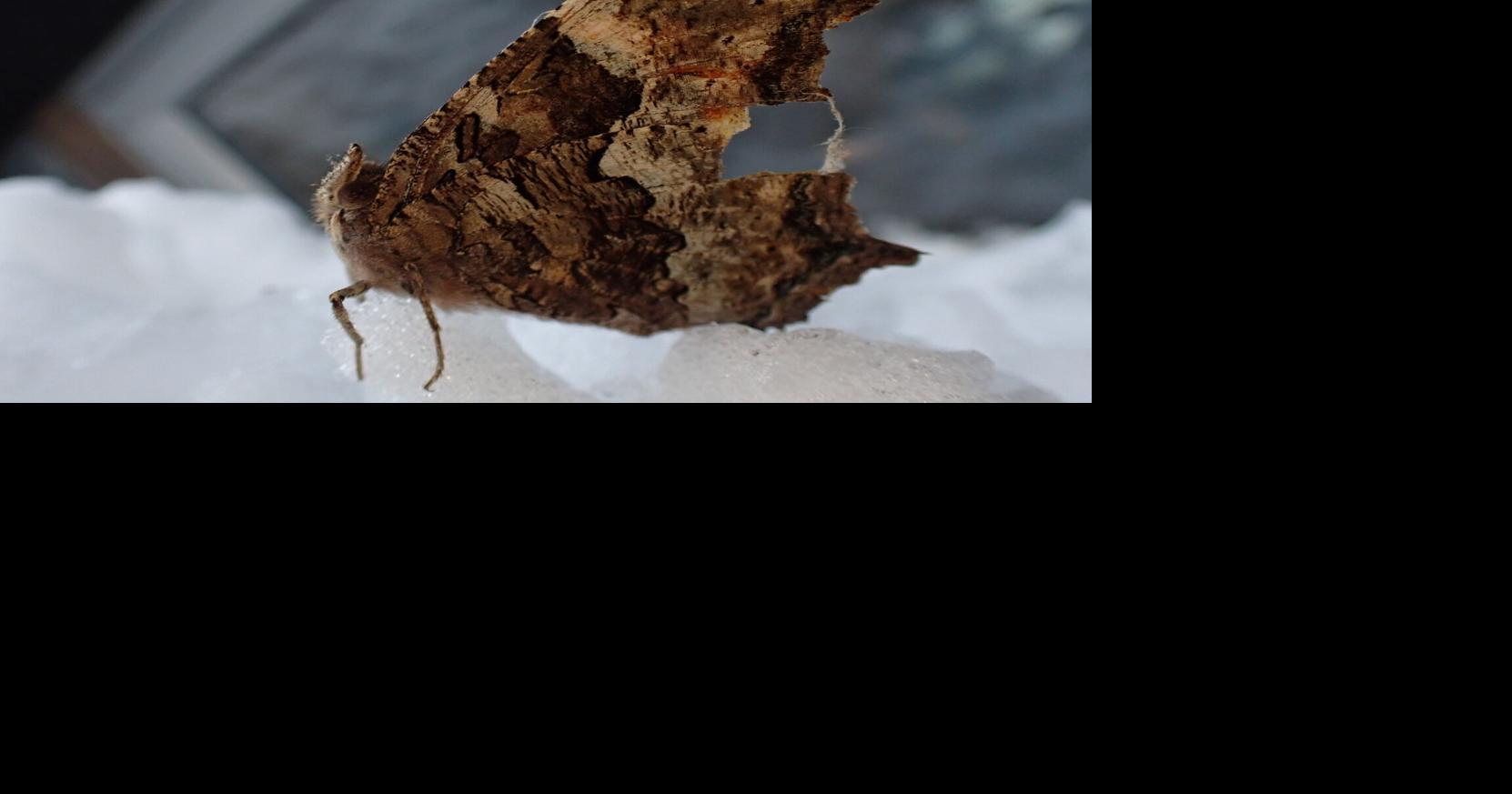 Butterflies fighting to survive winter | Outdoors | apg-wi.com