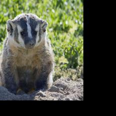 Woodsman Enough: The Badger State way | Outdoors | apg-wi.com