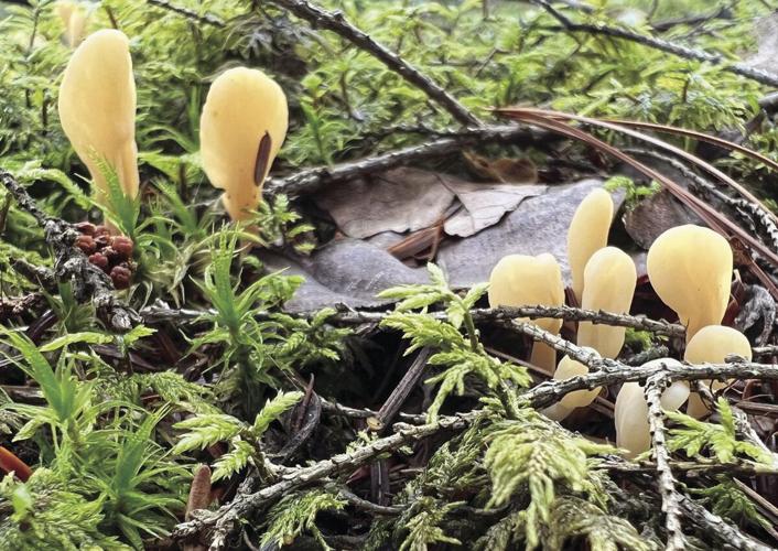 Mushroom enthusiasts find mycophile heaven near Cable | Subscriber ...
