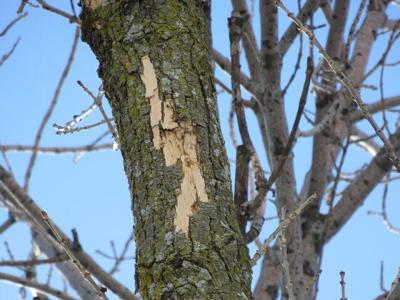 ash tree during winter