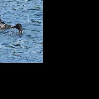 Natural Connections: Mysterious Loon Behavior | Outdoors | apg-wi.com