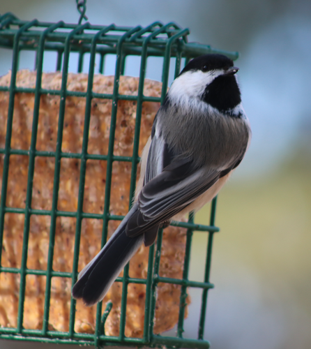 Helping nature get through winter at the backyard feeder | Local | apg ...