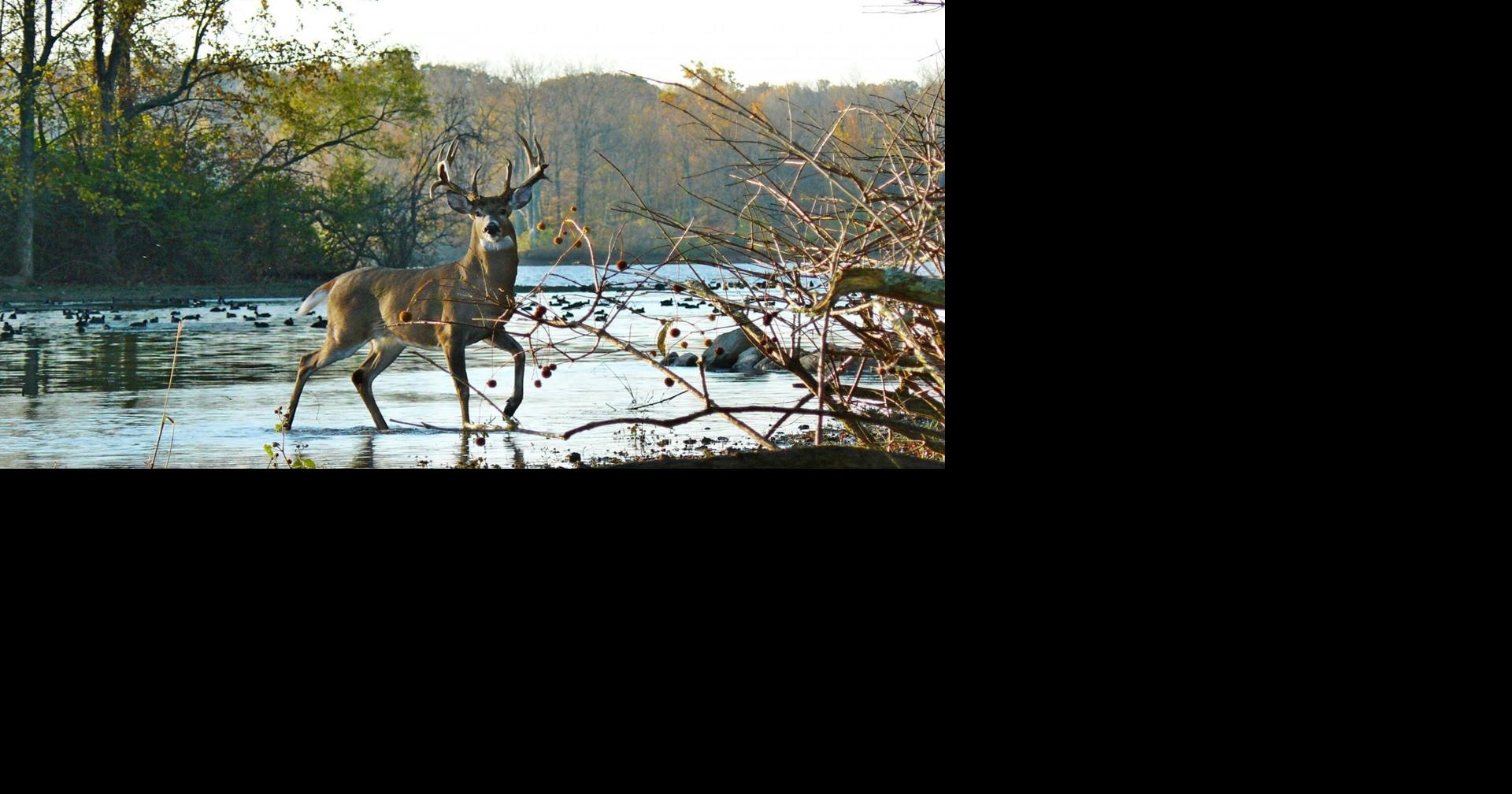 Keeping that old deer stand up in the tree for one more season ...