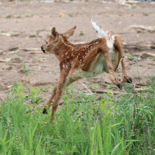 Among the little ones: Seeing new spotted fawns is pure joy | Outdoors ...