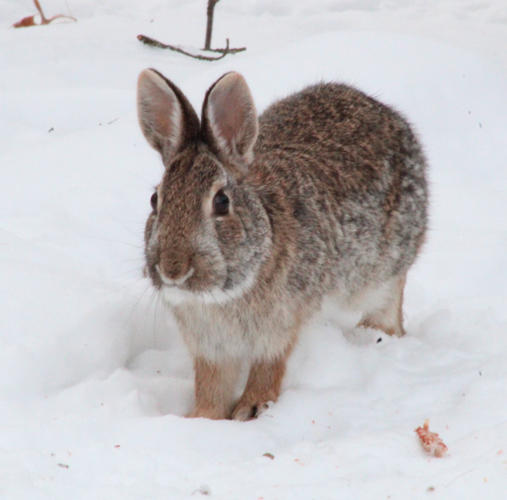 Hibernation time: As cold weather arrives, many of nature’s creatures ...