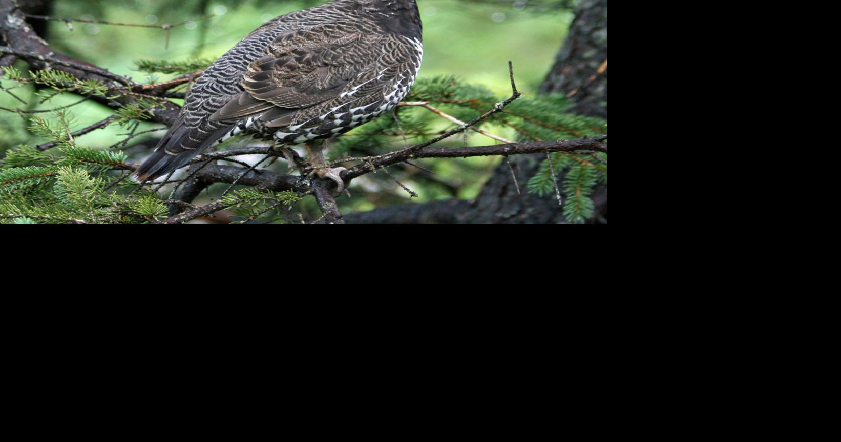 The spruced-up grouse with a red eyebrow | Outdoors | apg-wi.com