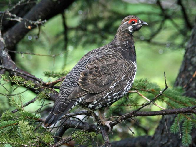 spruce grouse range mn