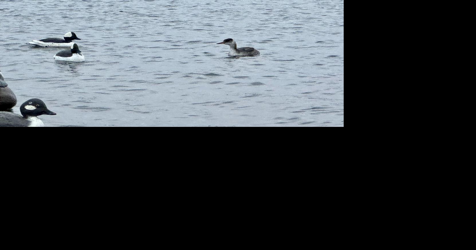 Loons migrate south | Local | apg-wi.com