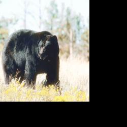 He was big, black, and very beautiful | Columnists | apg-wi.com
