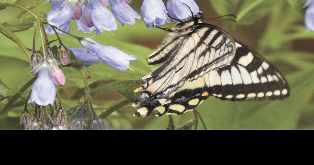 NATURAL CONNECTIONS: The tigers of Alaska — tiger swallowtail ...