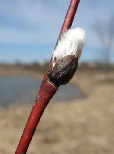 budding to welcome spring