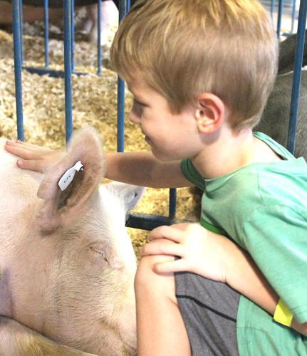 Meet some of the county fair's animals | Media | apg-wi.com