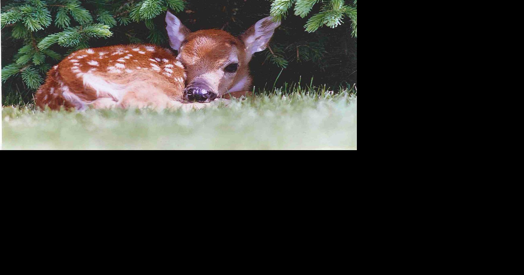 What to do if you find a fawn | Regional | apg-wi.com