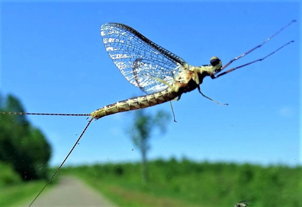 Focus on nature: Why bugs on windshields matter | Free | apg-wi.com