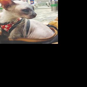 Posey’s tale: A special needs cat journeys west to find home | News ...