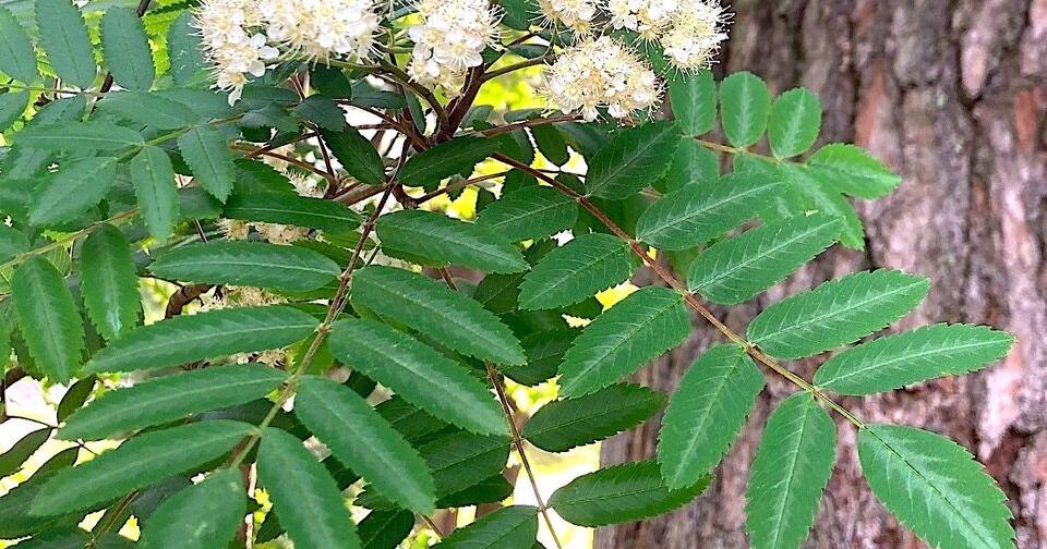 Spring’s blossoms of reflections | Outdoors | apg-wi.com