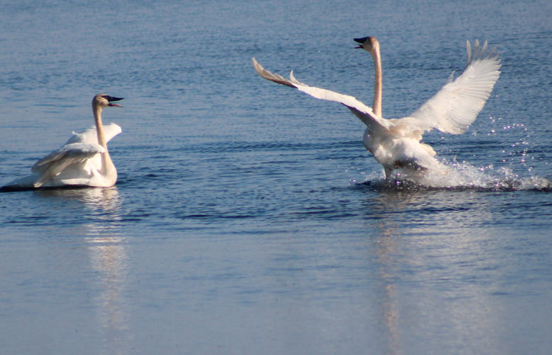 Meadow morning: A visit to Crex Meadows is magical | Outdoors | apg-wi.com