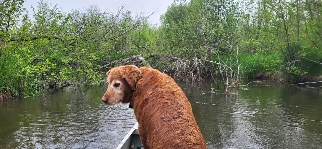 An Outdoorman's Journal: Ruby, the definition of a tough dog | Outdoors ...