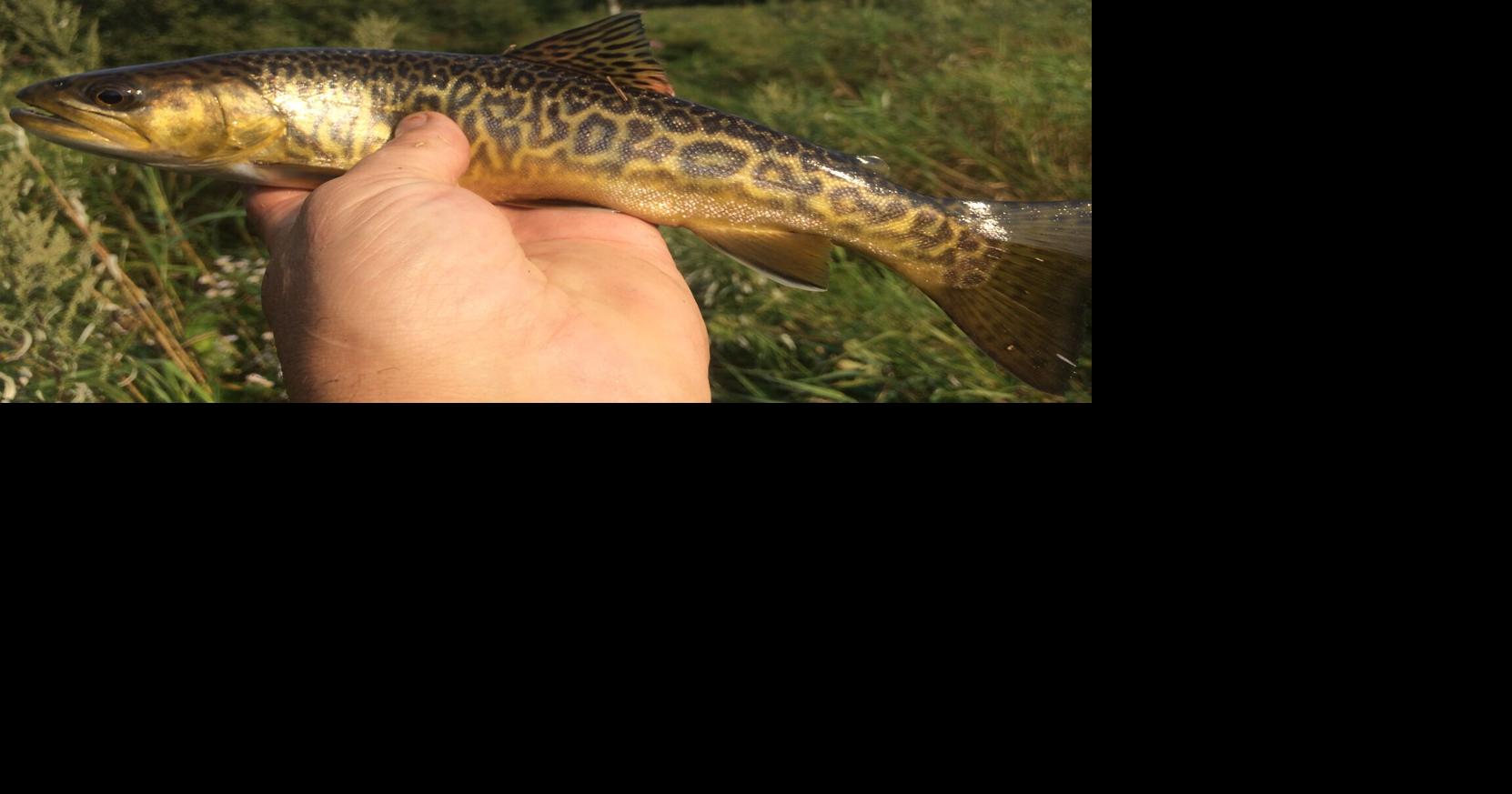 To catch a tiger | Outdoors | apg-wi.com