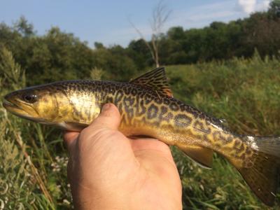 tiger trout