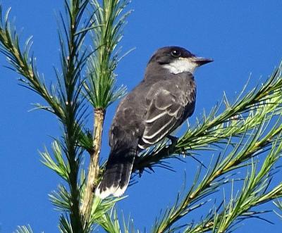 eastern kingbird
