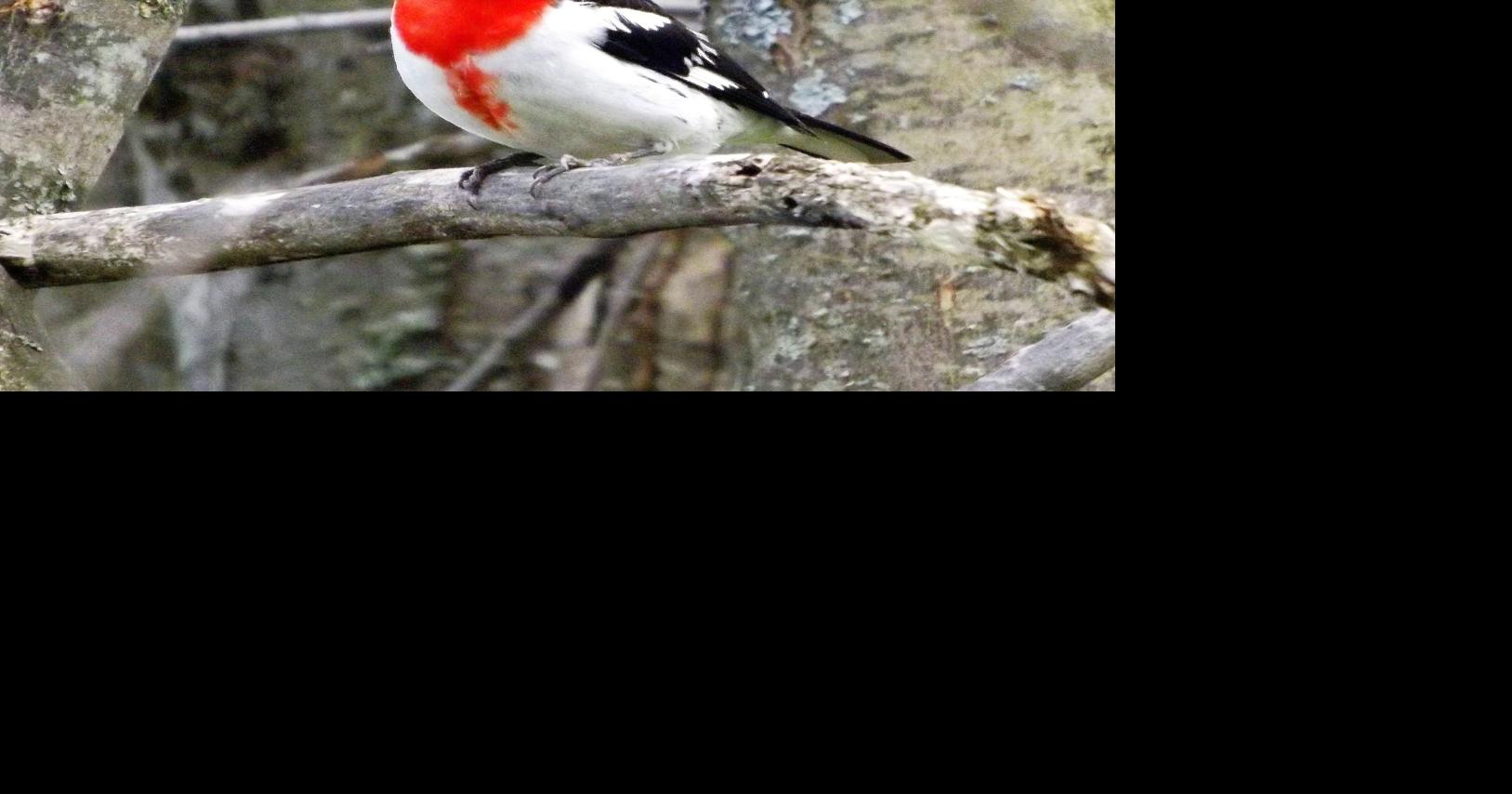 Focus on nature: World migratory bird day | Free | apg-wi.com