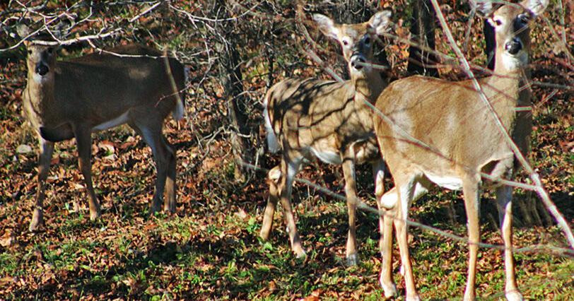 Local legislators to hold whitetail deer listening session Saturday in ...