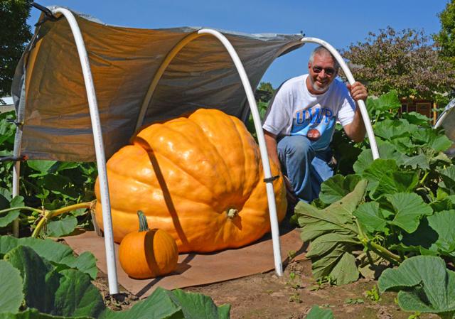 Park Falls man grows giant pumpkin | Community | apg-wi.com
