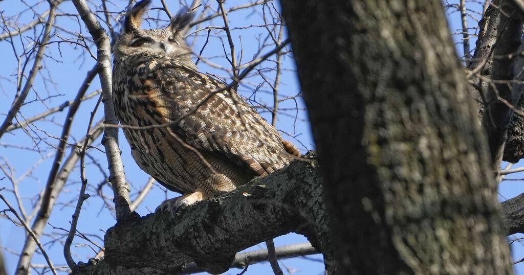 Zoo owl now wilding in NYC’s Central Park | Outdoors | apg-wi.com