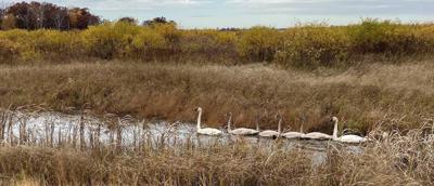 Thursdays at the U to highlight Crex Meadows State Wildlife Area | News ...