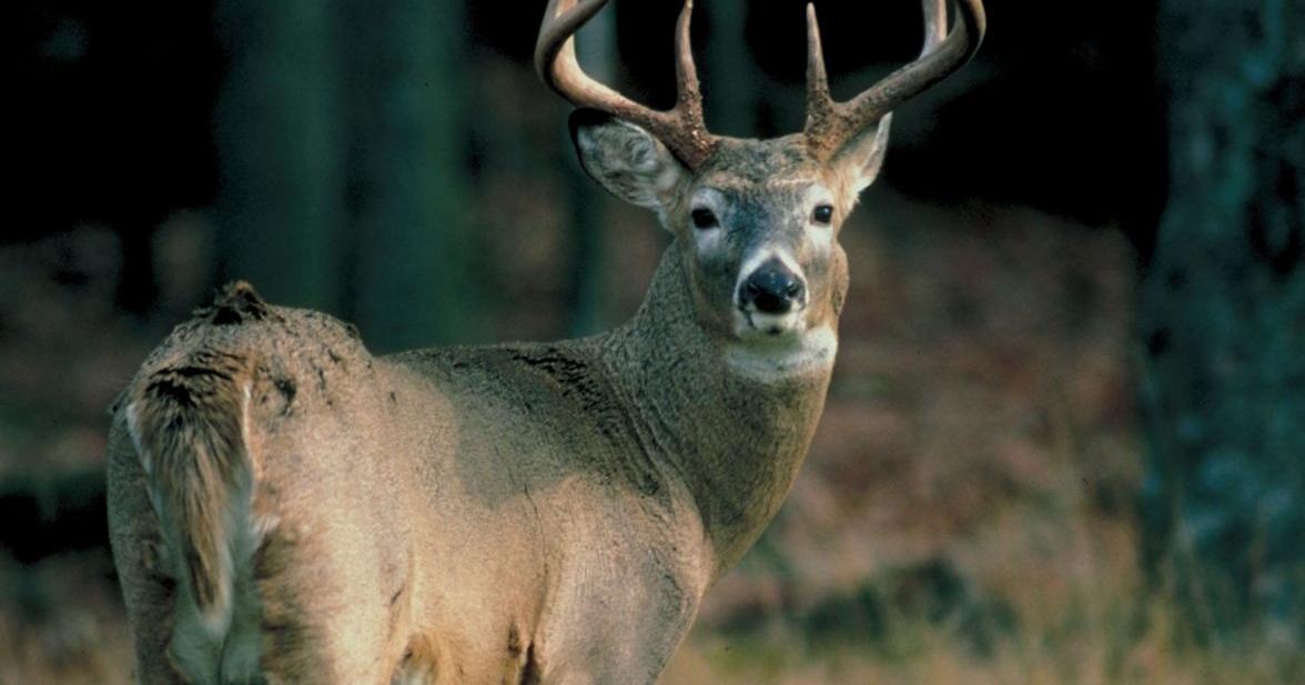 Lincoln County deer farm infected with CWD | Regional | apg-wi.com